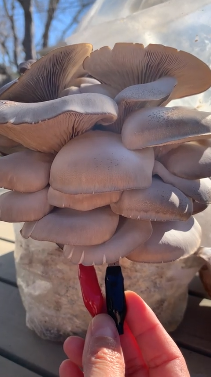 The Secret Sounds Of Mushrooms - KUTX